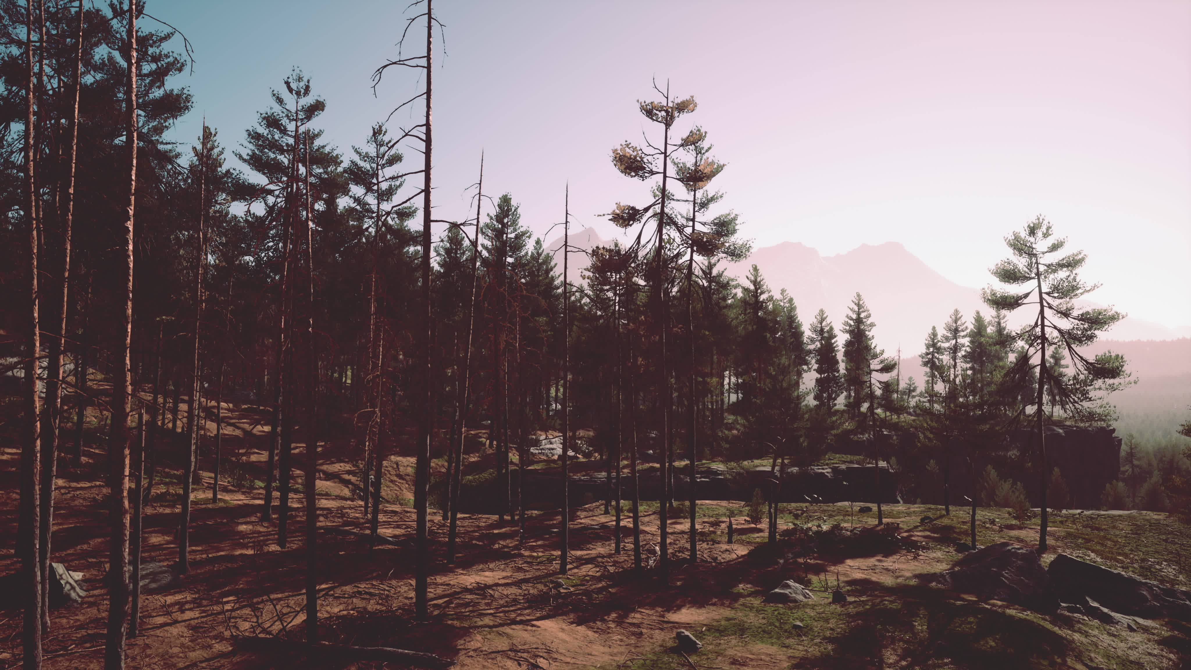 Wild pine trees at dawn during sunrise in a beautiful alpine forest ...