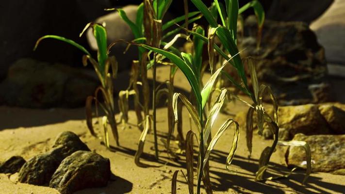 Plant Growing Animation Stock Video Footage for Free Download