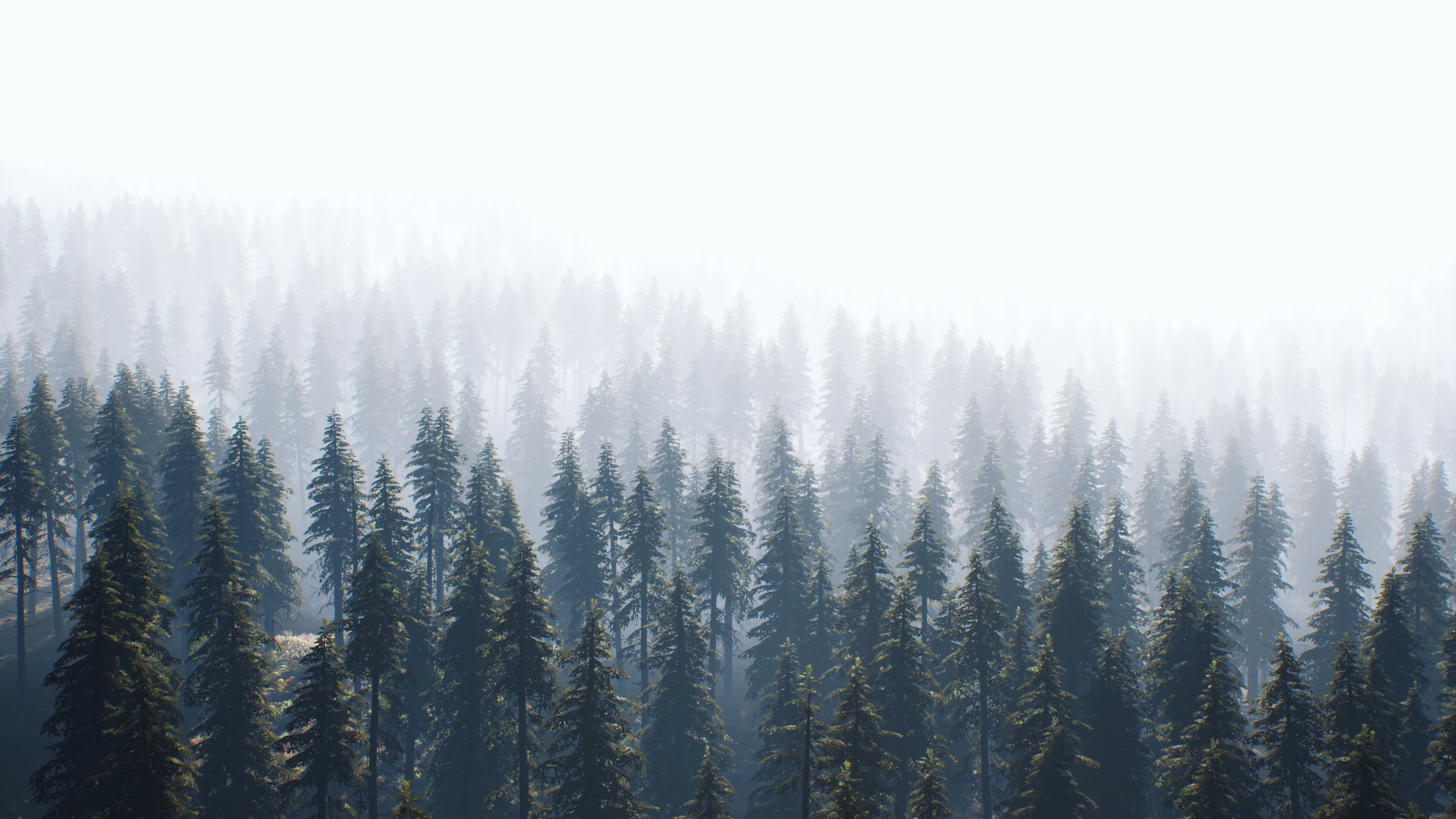 aerial view of green spruce forest 5681086 Stock Video at Vecteezy