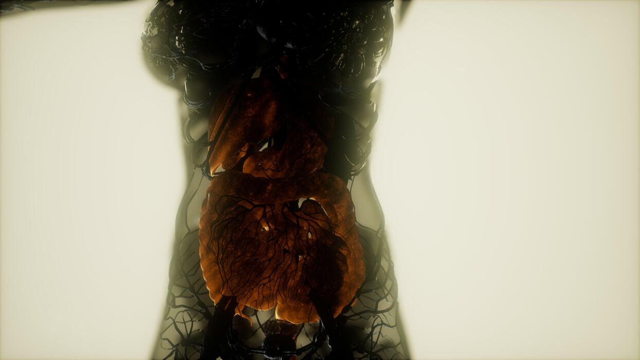 Inside Body Stock Photos, Images and Backgrounds for Free Download