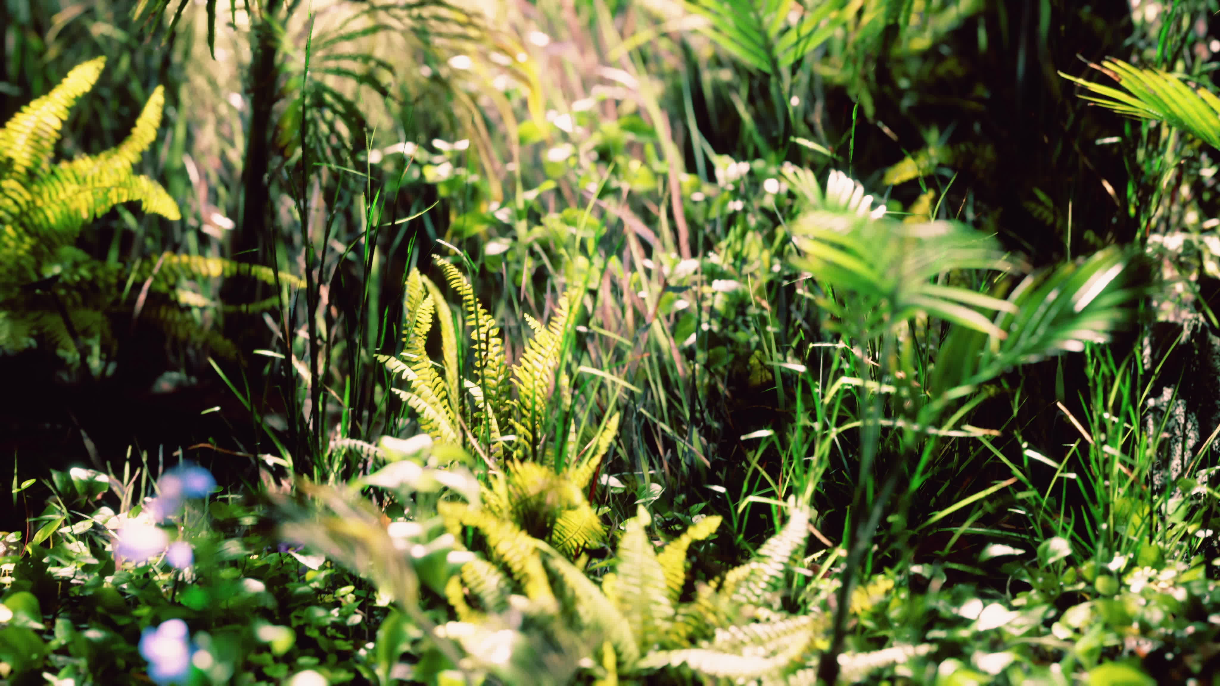 Close Up Jungle Grass And Plants 5976323 Stock Video At Vecteezy