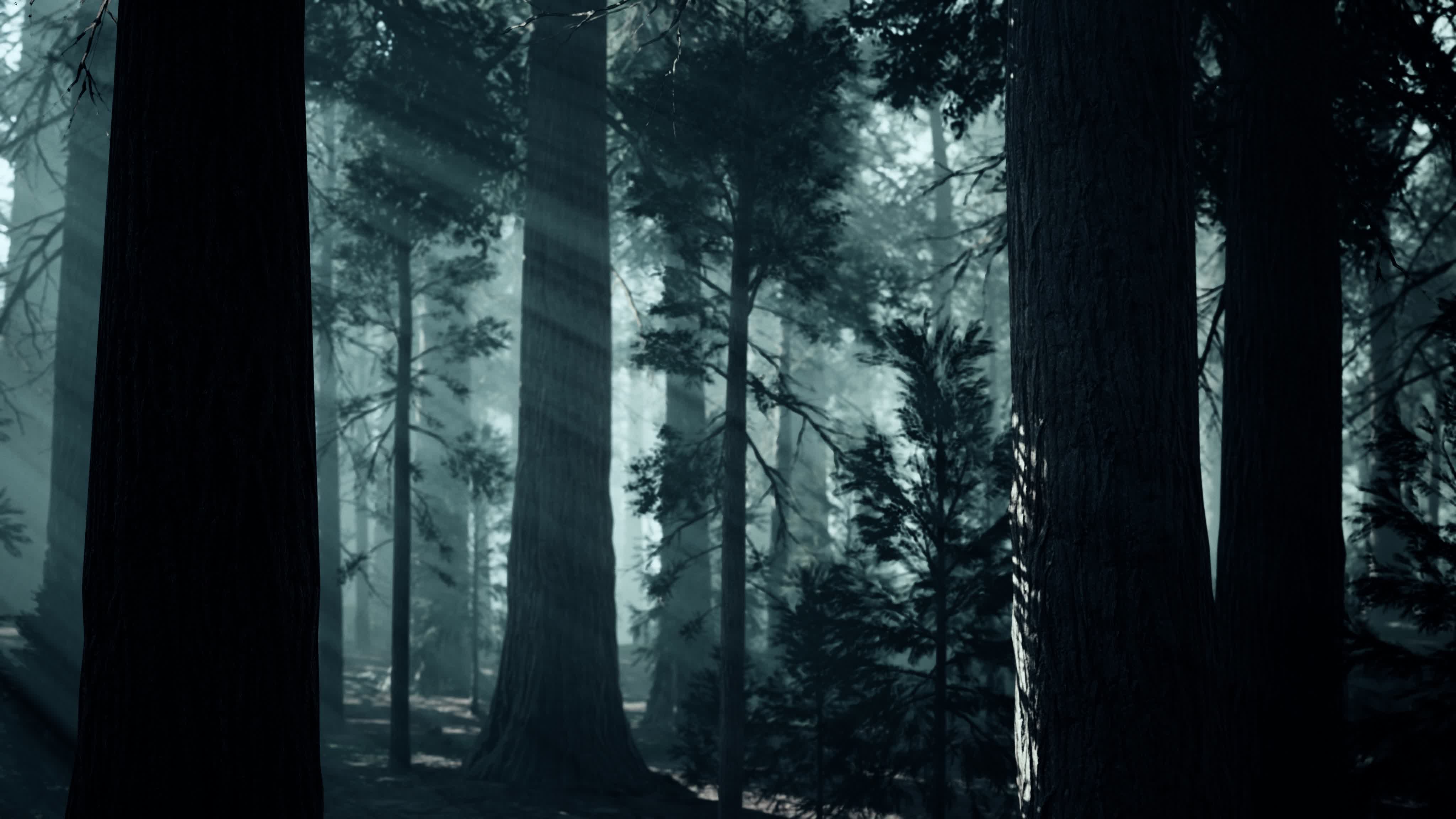 black tree trunk in a dark pine tree forest 6038066 Stock Video at Vecteezy