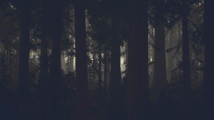 Dark Forest Stock Video Footage for Free Download