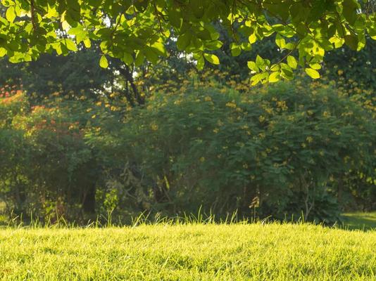 Grass And Trees Background Stock Photos, Images and Backgrounds for ...