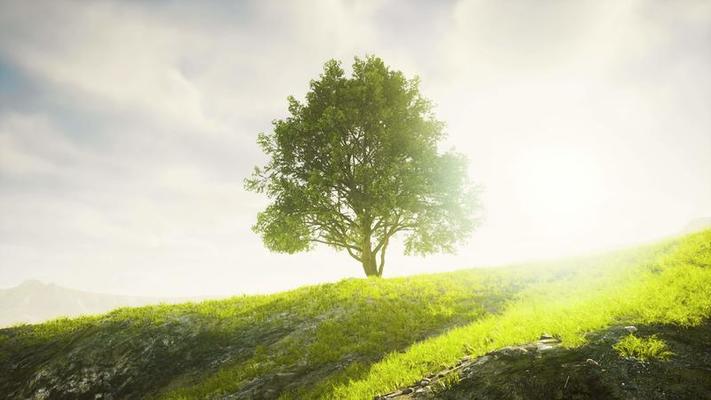 Growing Tree Animation Stock Video Footage for Free Download