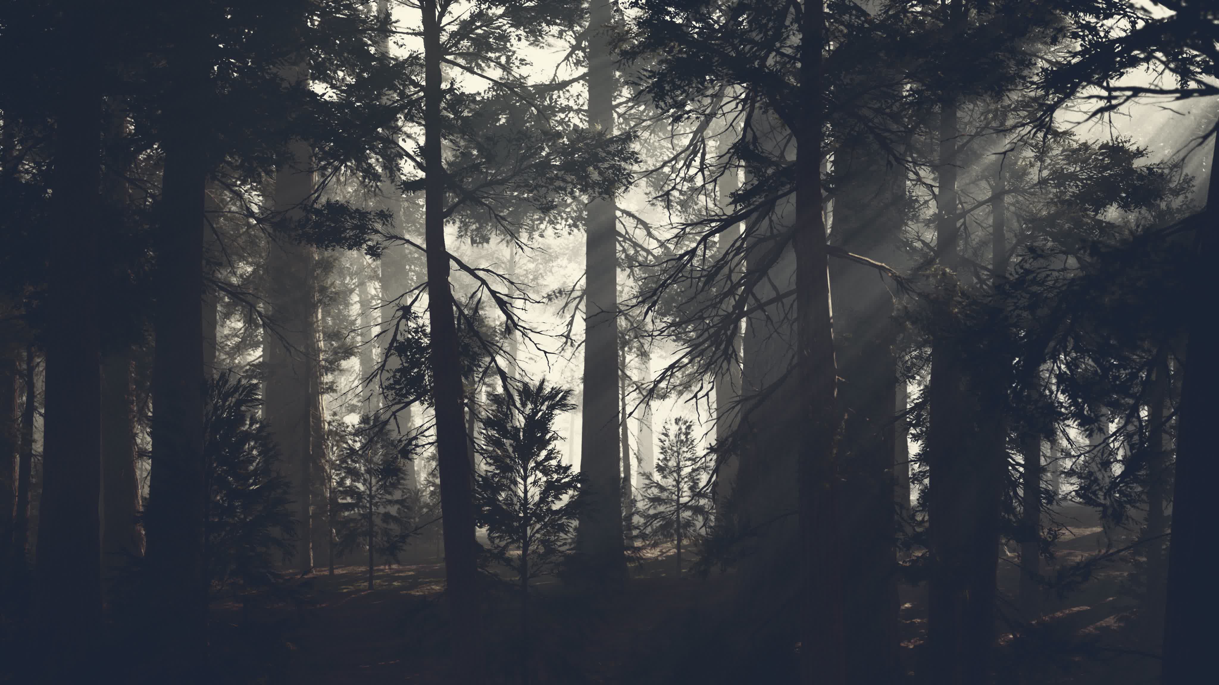 black tree trunk in a dark pine tree forest 6110830 Stock Video at Vecteezy