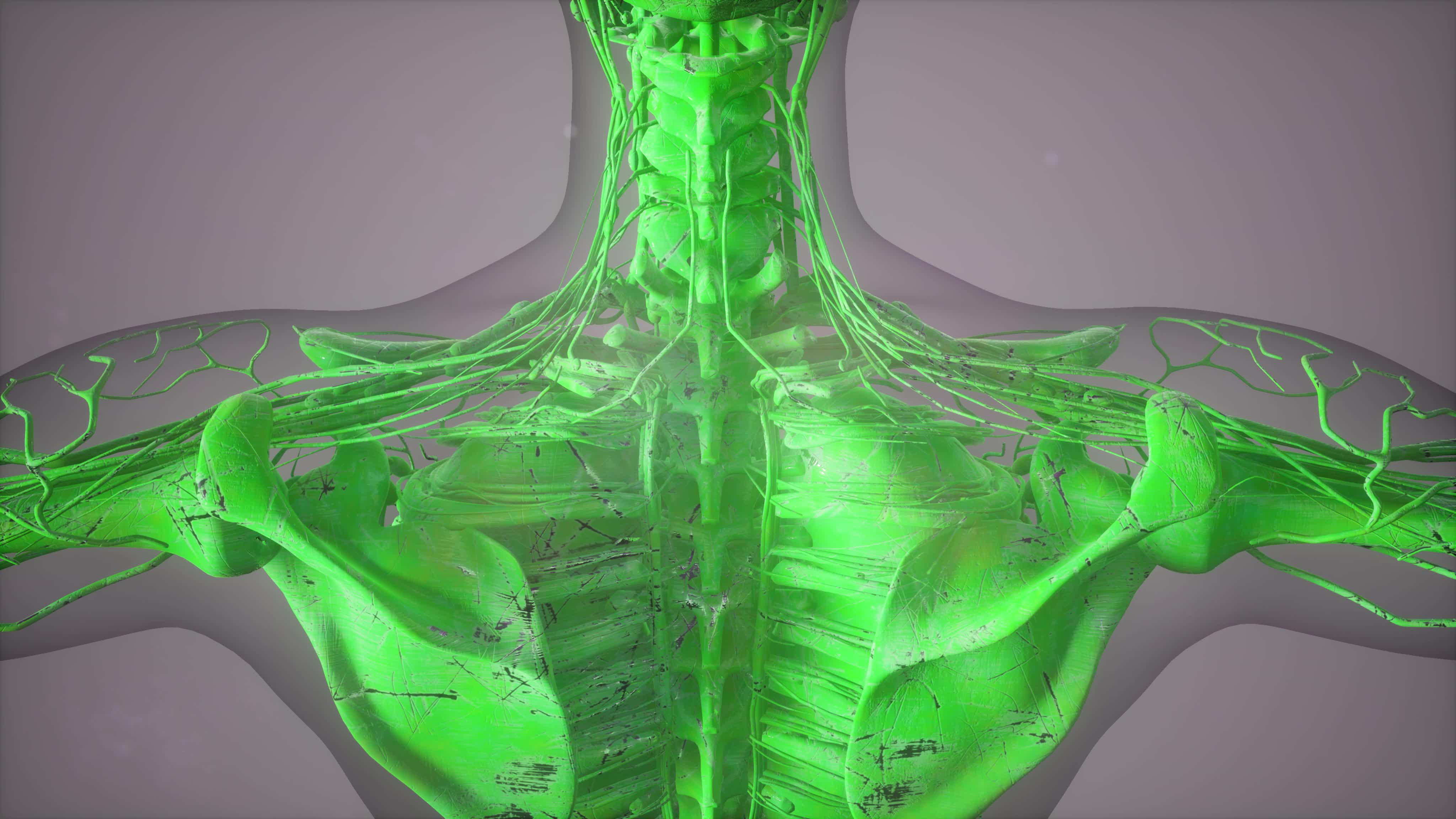 Complete Close up View Of The Skeletal System With Transparent Body complete-close-up-view-of-the-skeletal-system-with-transparent-body