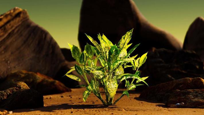 Plant Growing Animation Stock Video Footage for Free Download