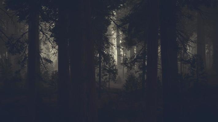 Dark Forest Stock Video Footage for Free Download