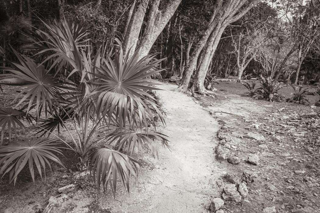 Jungle Path Stock Photos, Images and Backgrounds for Free Download