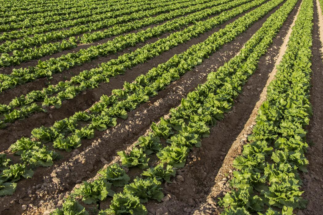 Lettuce Field Stock Photos, Images and Backgrounds for Free Download