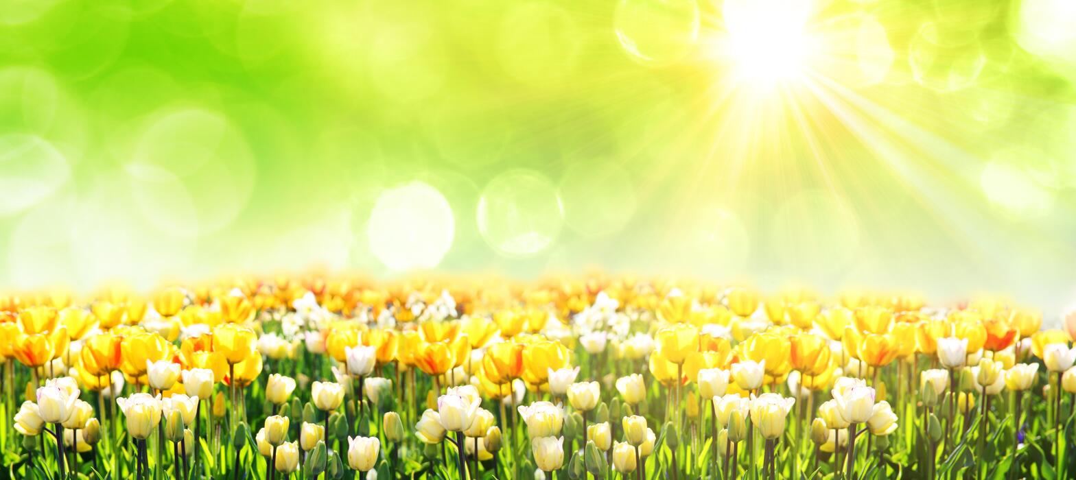 Spring Stock Photos, Images and Backgrounds for Free Download