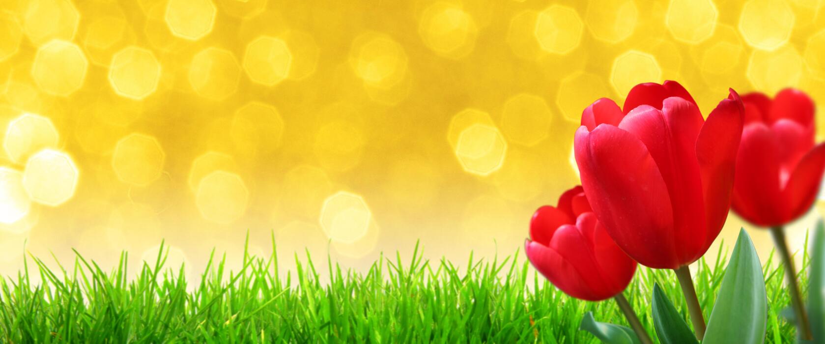 Spring Stock Photos, Images and Backgrounds for Free Download