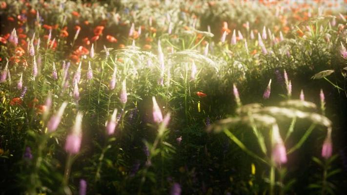 Flowers Stock Video Footage for Free Download