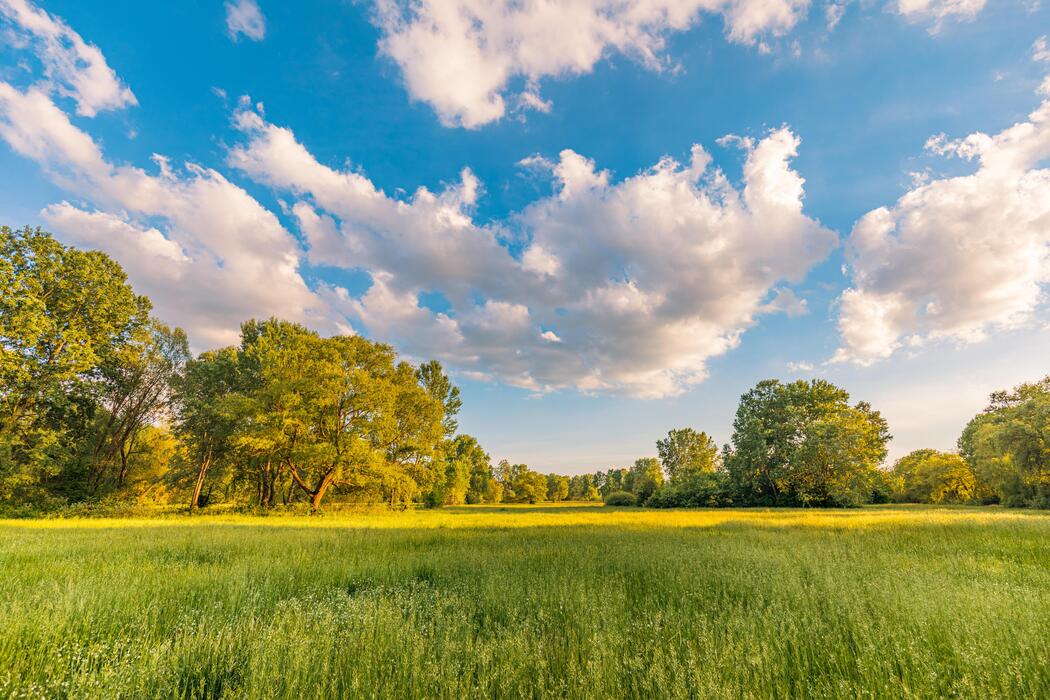 Meadow Stock Photos, Images and Backgrounds for Free Download