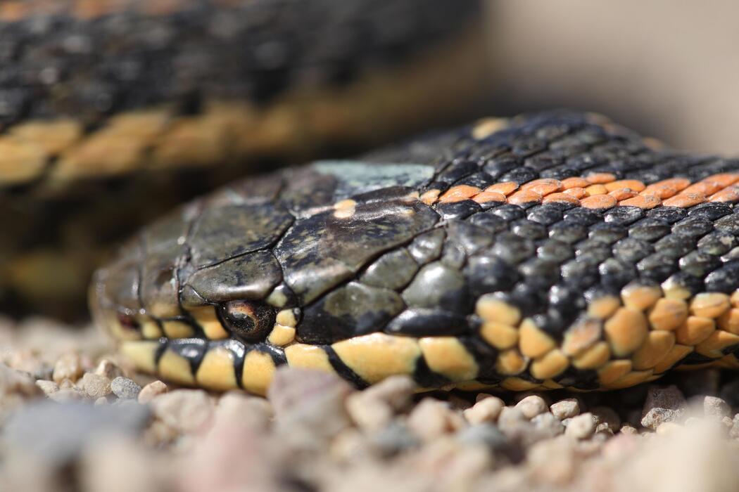 Snake Stock Photos, Images and Backgrounds for Free Download