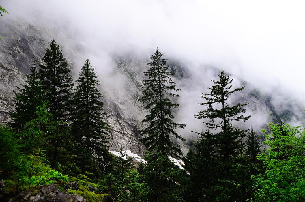 Mountain Trees Stock Photos, Images and Backgrounds for Free Download