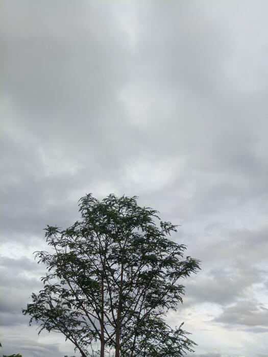 Sky Tree Stock Photos, Images and Backgrounds for Free Download