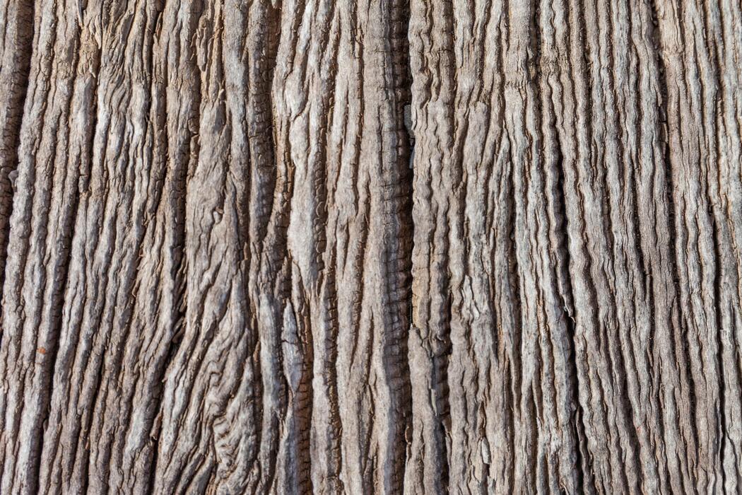 Tree Trunk Pattern Stock Photos, Images and Backgrounds for Free Download