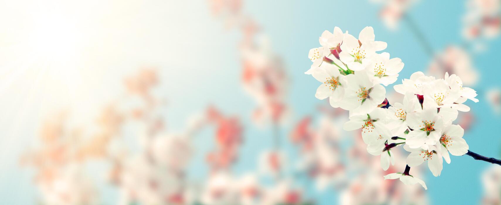 Spring Background Stock Photos, Images and Backgrounds for Free Download