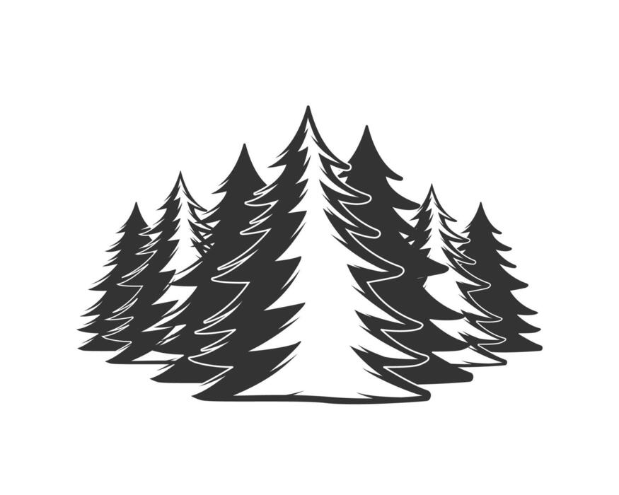 Pine Tree Line Drawing Vector Art, Icons, and Graphics for Free Download