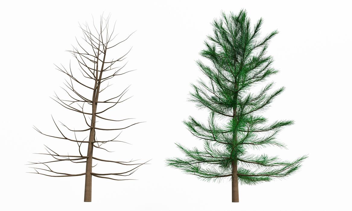 Hand Drawn Pine Tree Stock Photos, Images and Backgrounds for Free Download