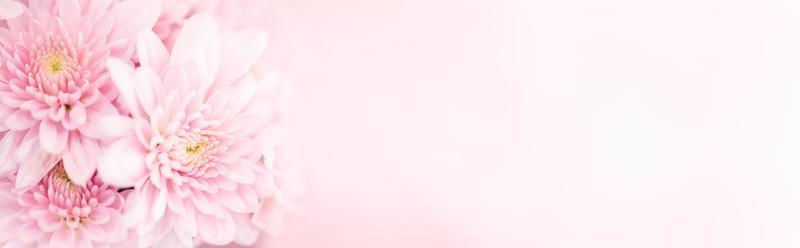 Flower Stock Photos, Images and Backgrounds for Free Download