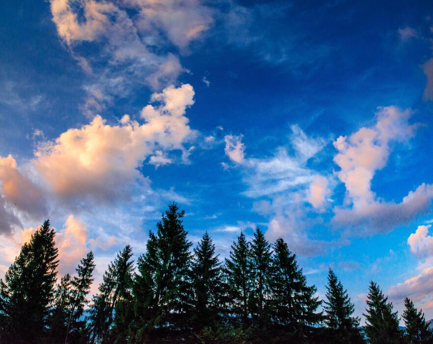 Sky With Trees Stock Photos, Images and Backgrounds for Free Download