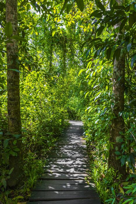 Jungle Path Stock Photos, Images and Backgrounds for Free Download