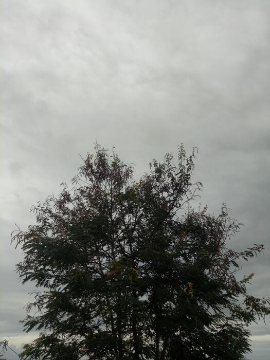 Sky Tree Stock Photos, Images and Backgrounds for Free Download