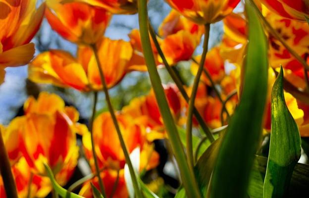 Tulips Background Stock Photos, Images and Backgrounds for Free Download