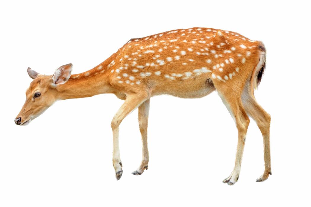 Sika Deer Stock Photos, Images and Backgrounds for Free Download