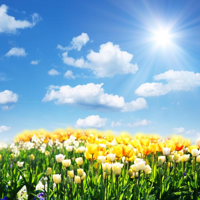 Spring Stock Photos, Images and Backgrounds for Free Download