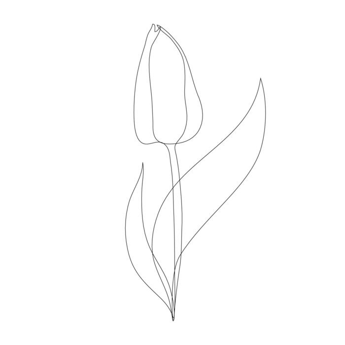 Tulip Line Drawing Vector Art, Icons, and Graphics for Free Download