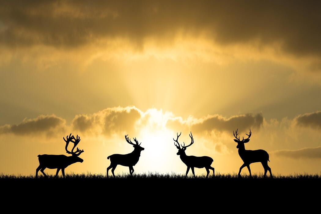 Deer Silhouette Stock Photos, Images and Backgrounds for Free Download