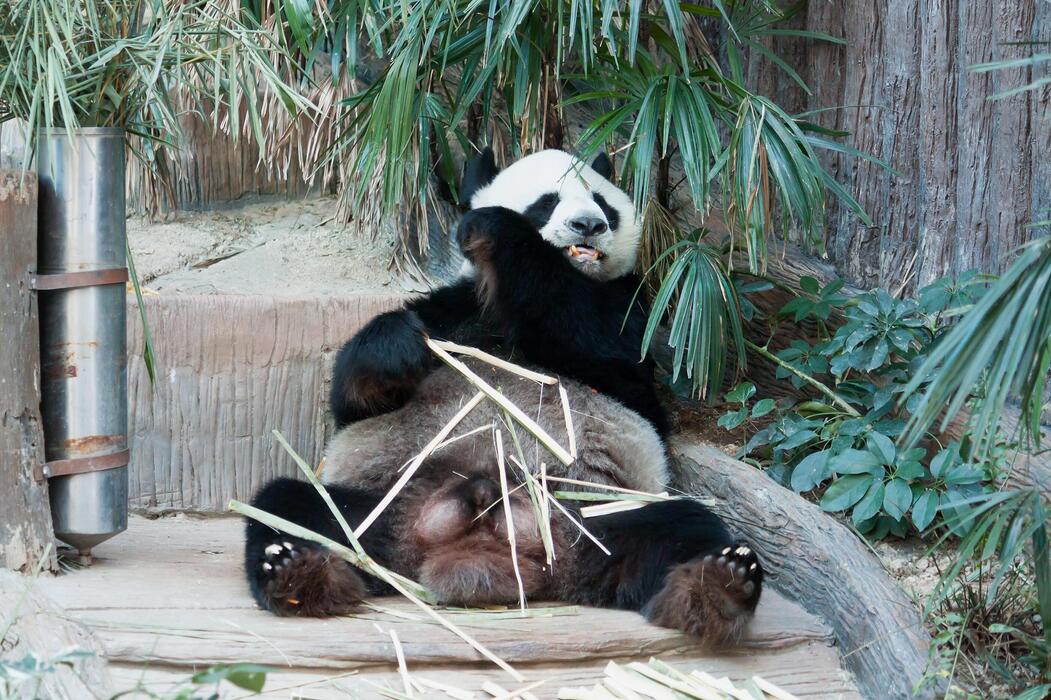 Giant Panda Stock Photos, Images and Backgrounds for Free Download