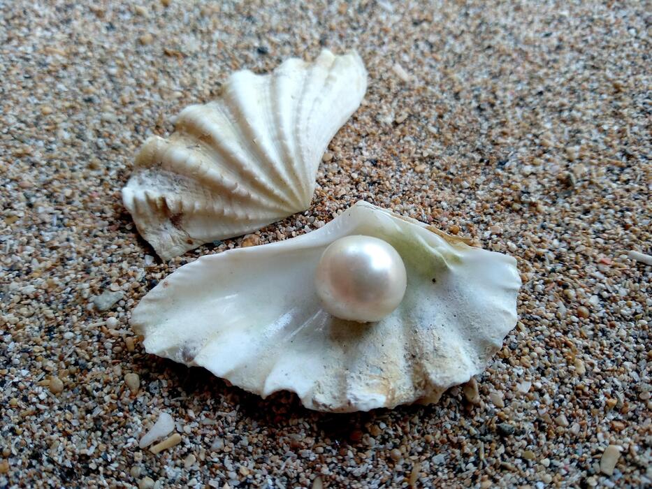Pearl Shell Stock Photos, Images and Backgrounds for Free Download