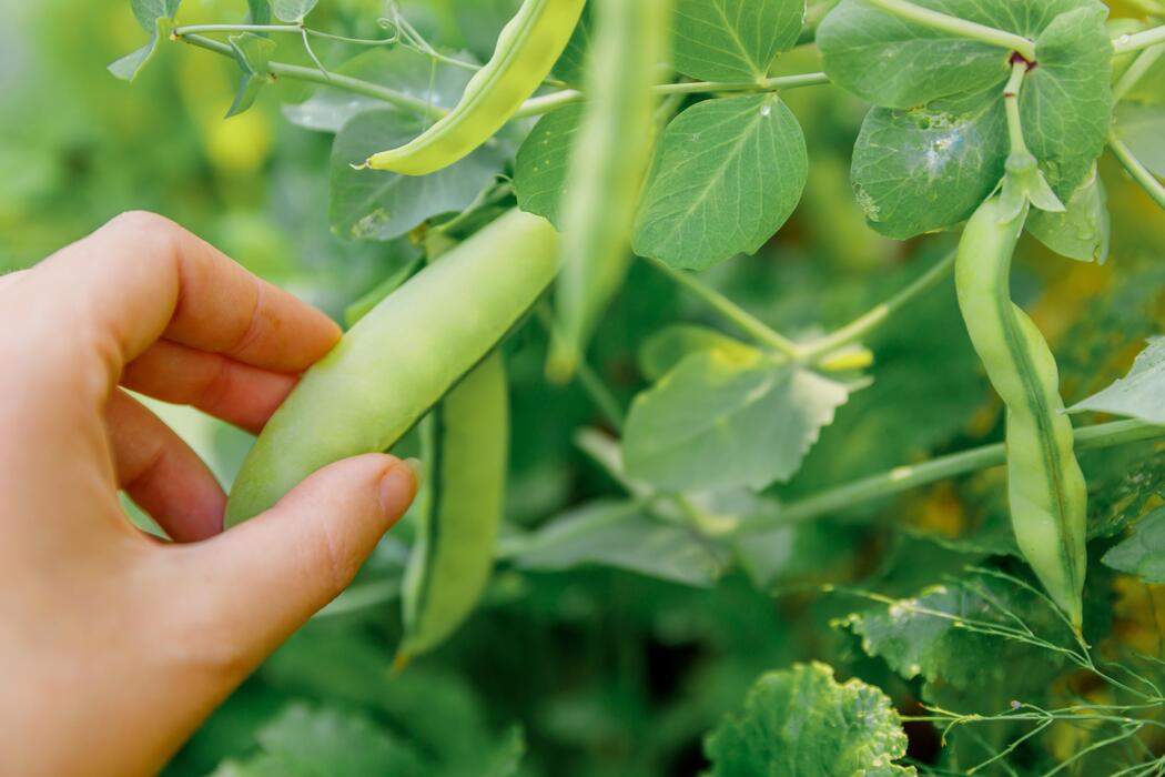 Pea Pod Stock Photos, Images and Backgrounds for Free Download