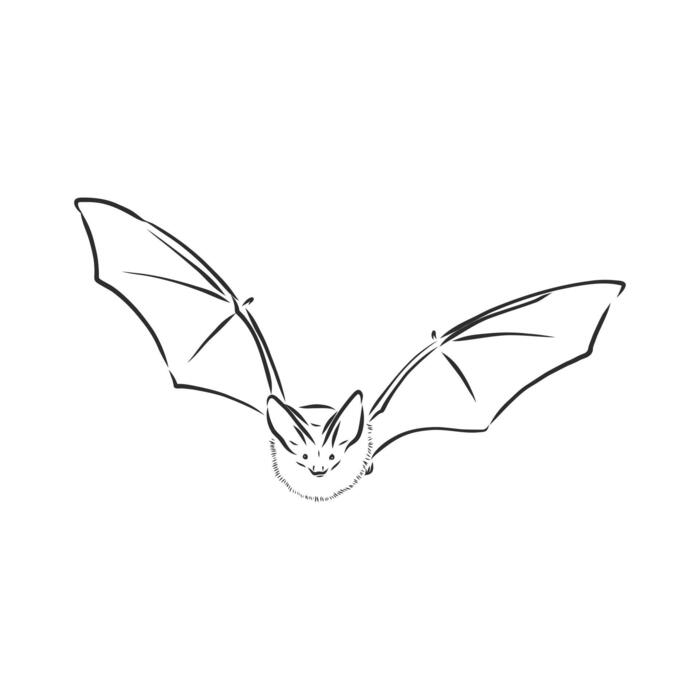 Bat Sketch Vector Art, Icons, and Graphics for Free Download
