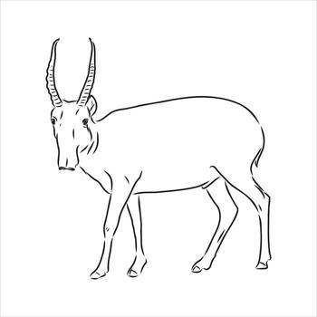 Saiga Vector Art, Icons, and Graphics for Free Download