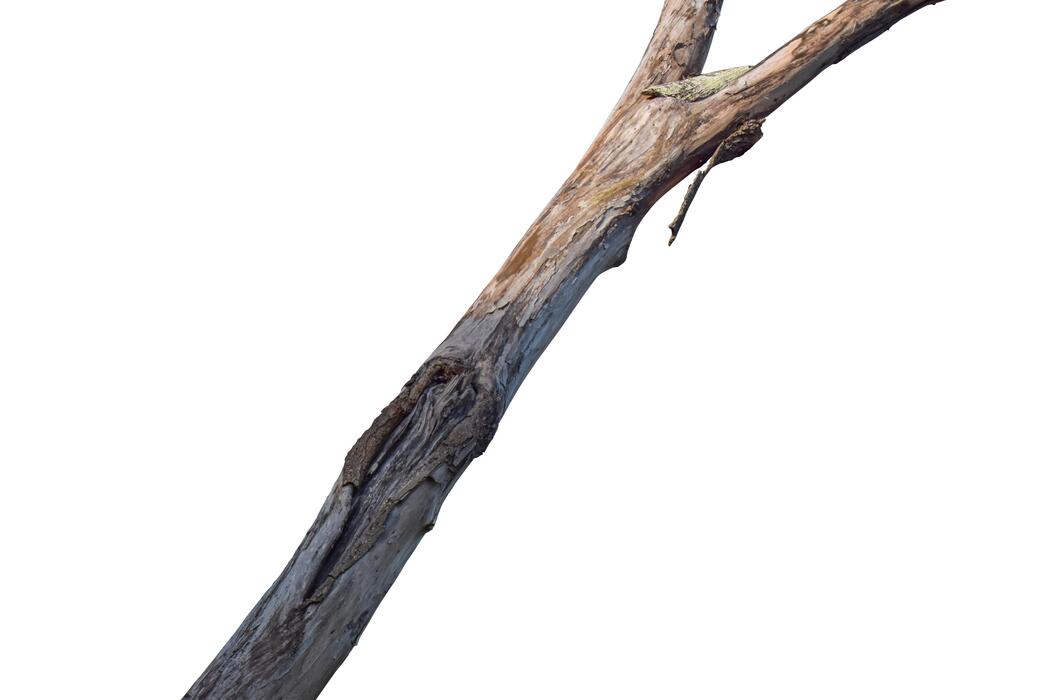 Tree Branch Isolated Stock Photos, Images and Backgrounds for Free Download