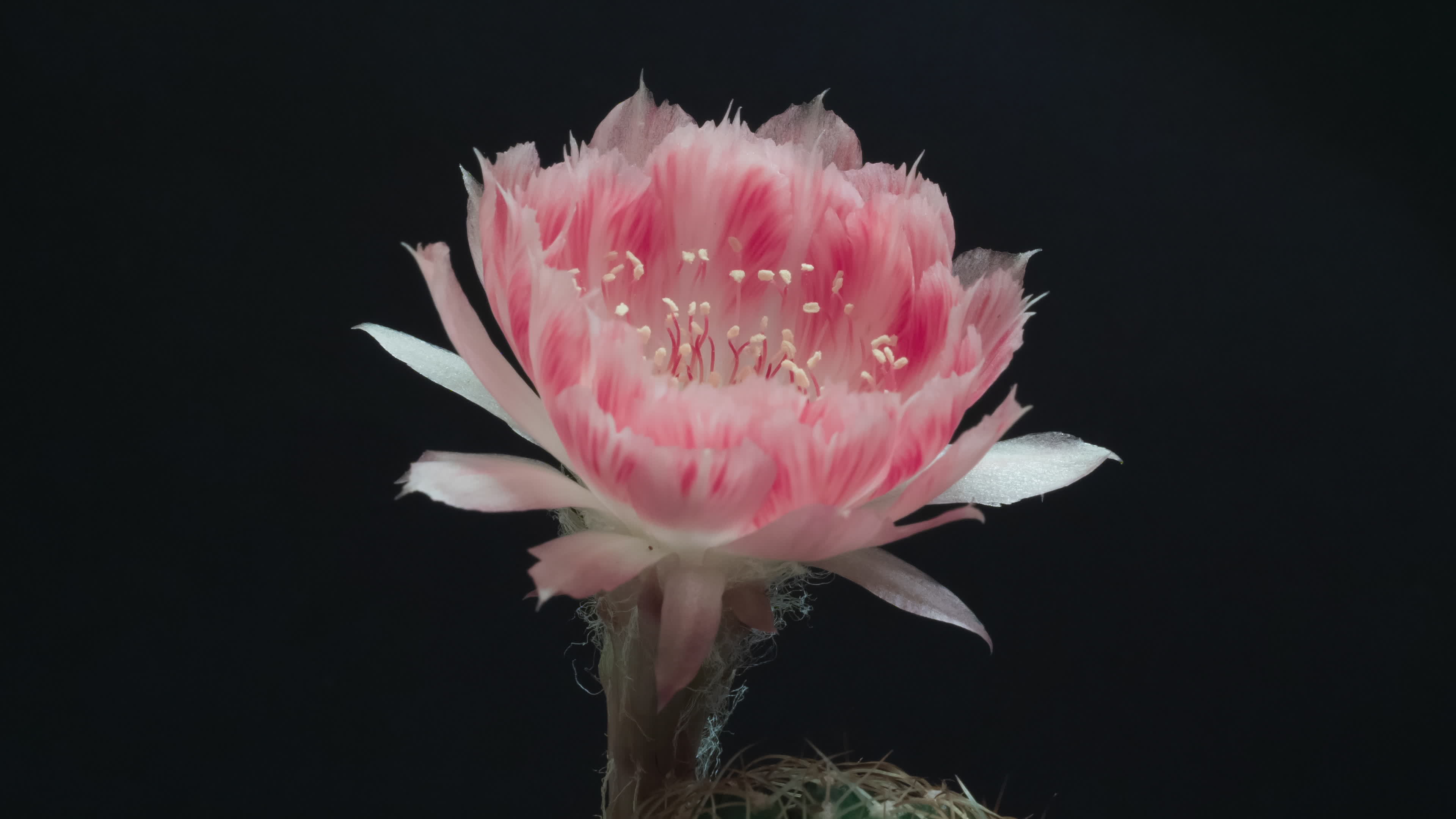 Blooming Time Lapse Stock Video Footage for Free Download