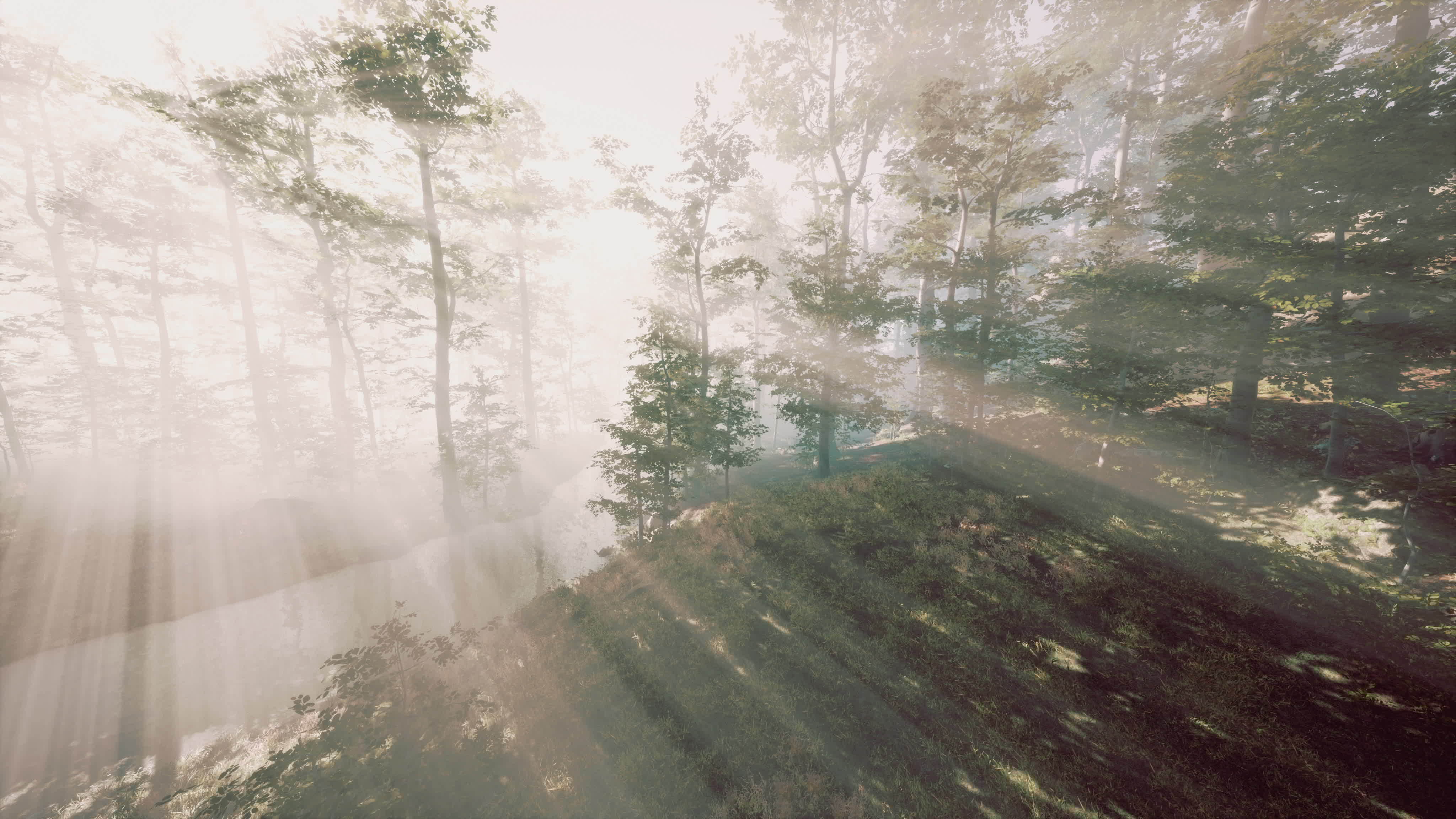 Sunrays in a forest on a hazy morning 7660113 Stock Video at Vecteezy