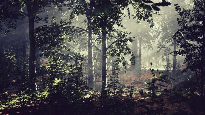 Nature Stock Video Footage for Free Download