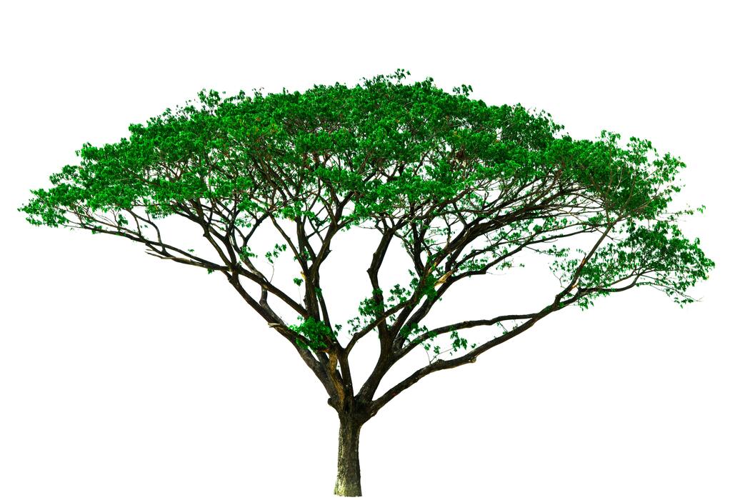 Growing Tree Animation Stock Photos, Images and Backgrounds for Free ...