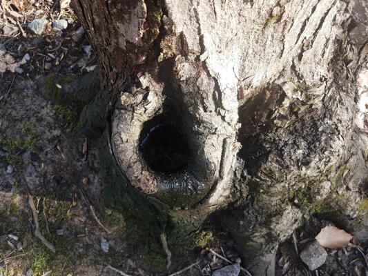 Tree Hole Stock Photos, Images and Backgrounds for Free Download