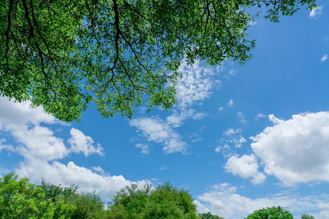 Green Trees Blue Sky Stock Photos, Images and Backgrounds for Free Download