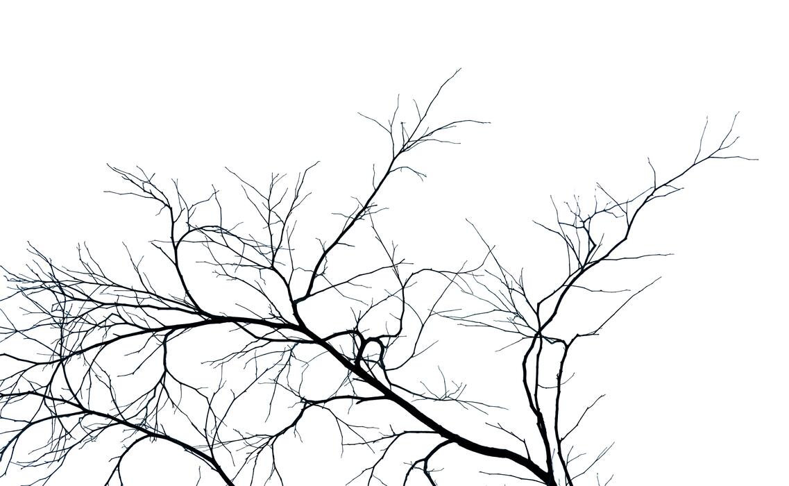 Branch Outline Stock Photos, Images and Backgrounds for Free Download