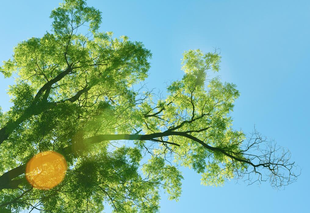 Trees Stock Photos, Images and Backgrounds for Free Download