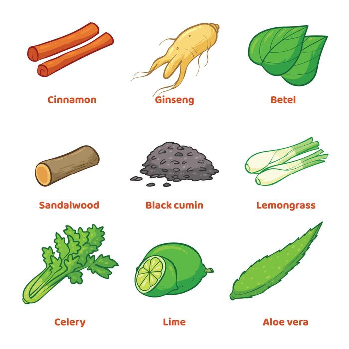 Plantas Medicinales Vectores, Iconos, Gráficos y Fondos para Descargar ...